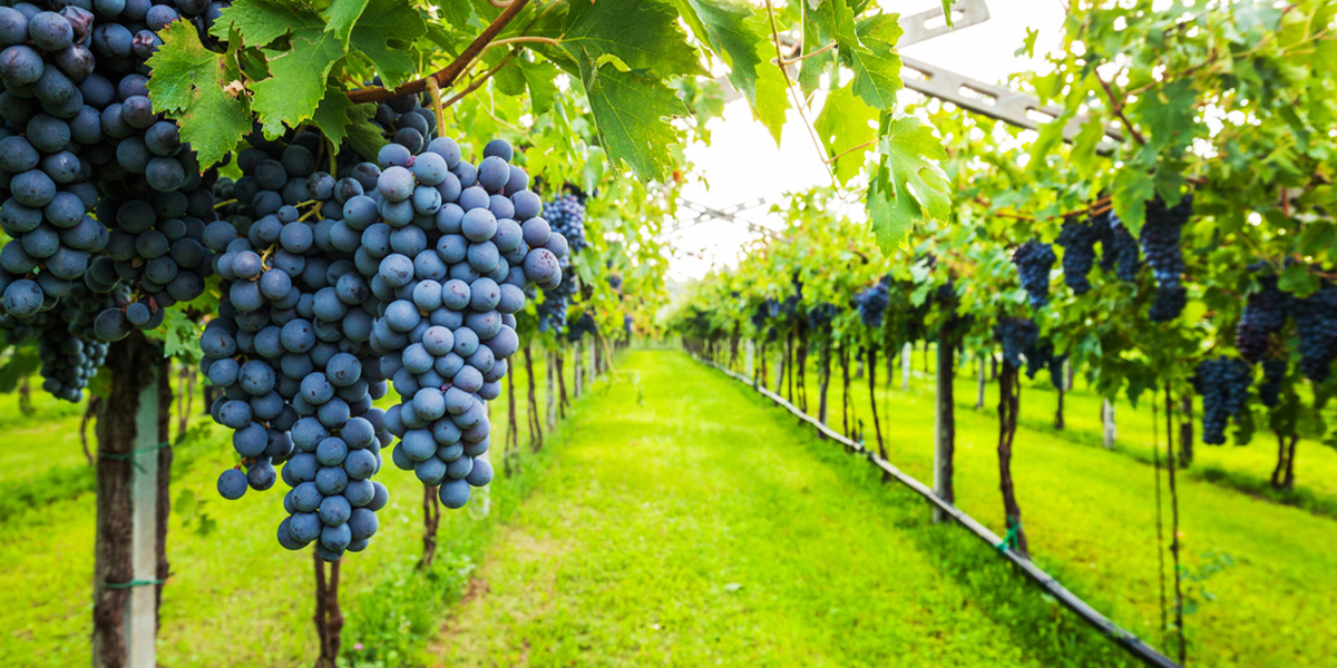 BORKÓSTOLÁS - Mártoni